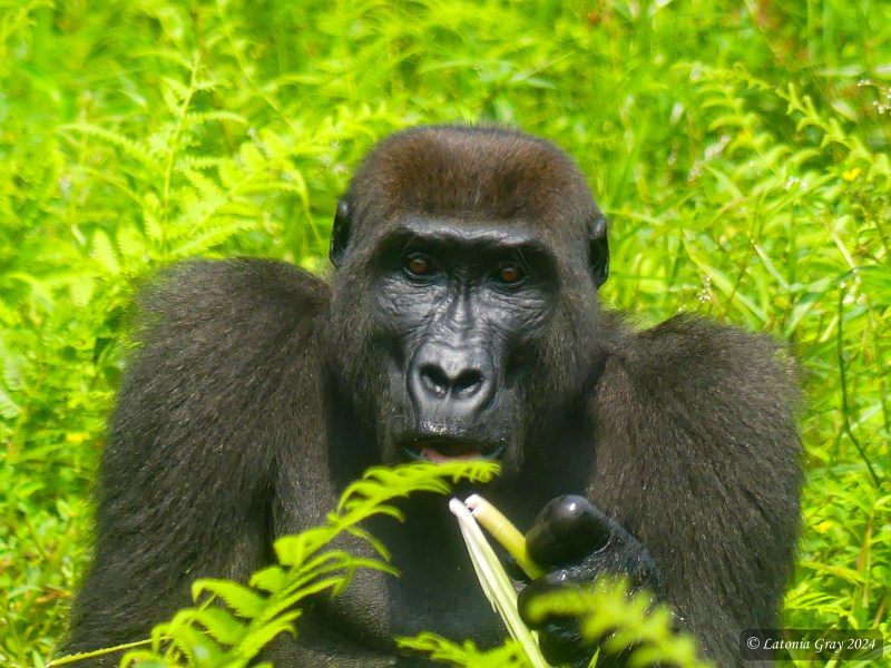 Gabon - Soul-O-Travels